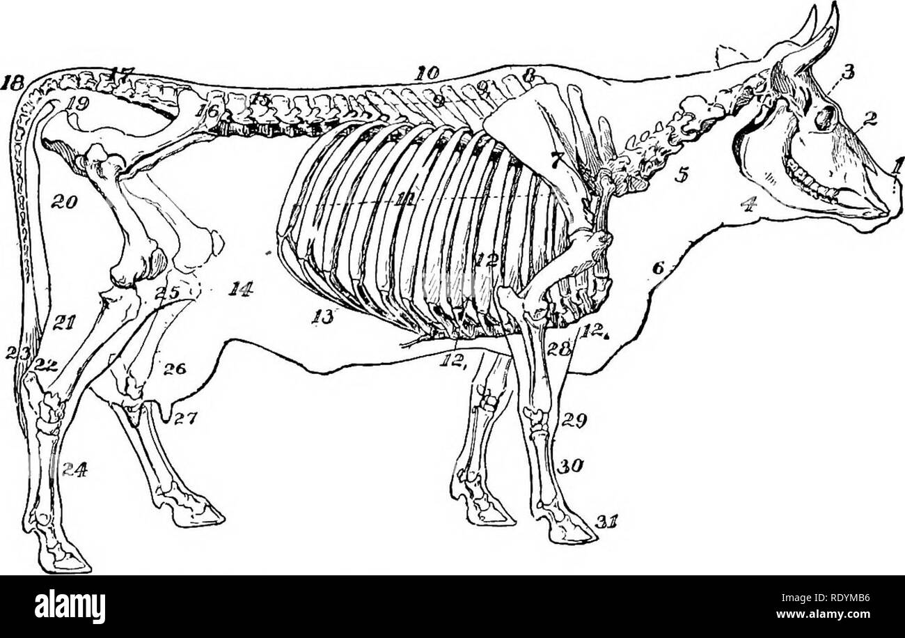 . The principles and practice of judging live-stock . Livestock. THE ...