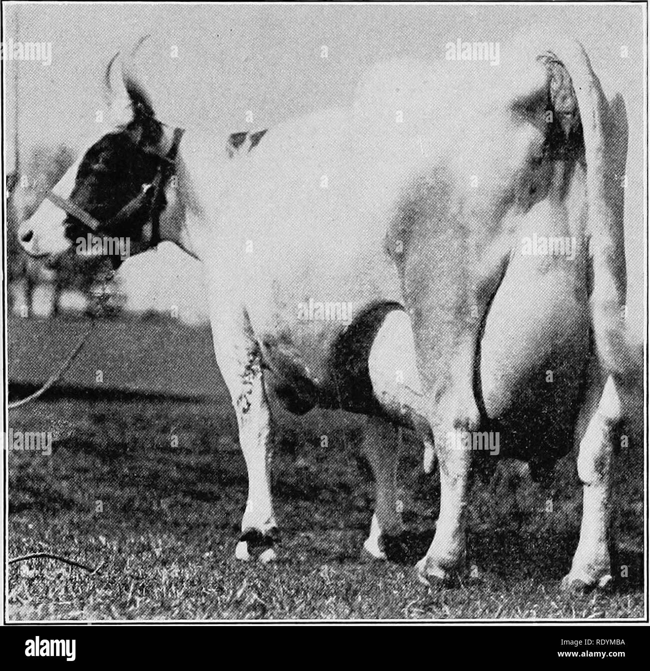 . The principles and practice of judging live-stock . Livestock. TBE ...