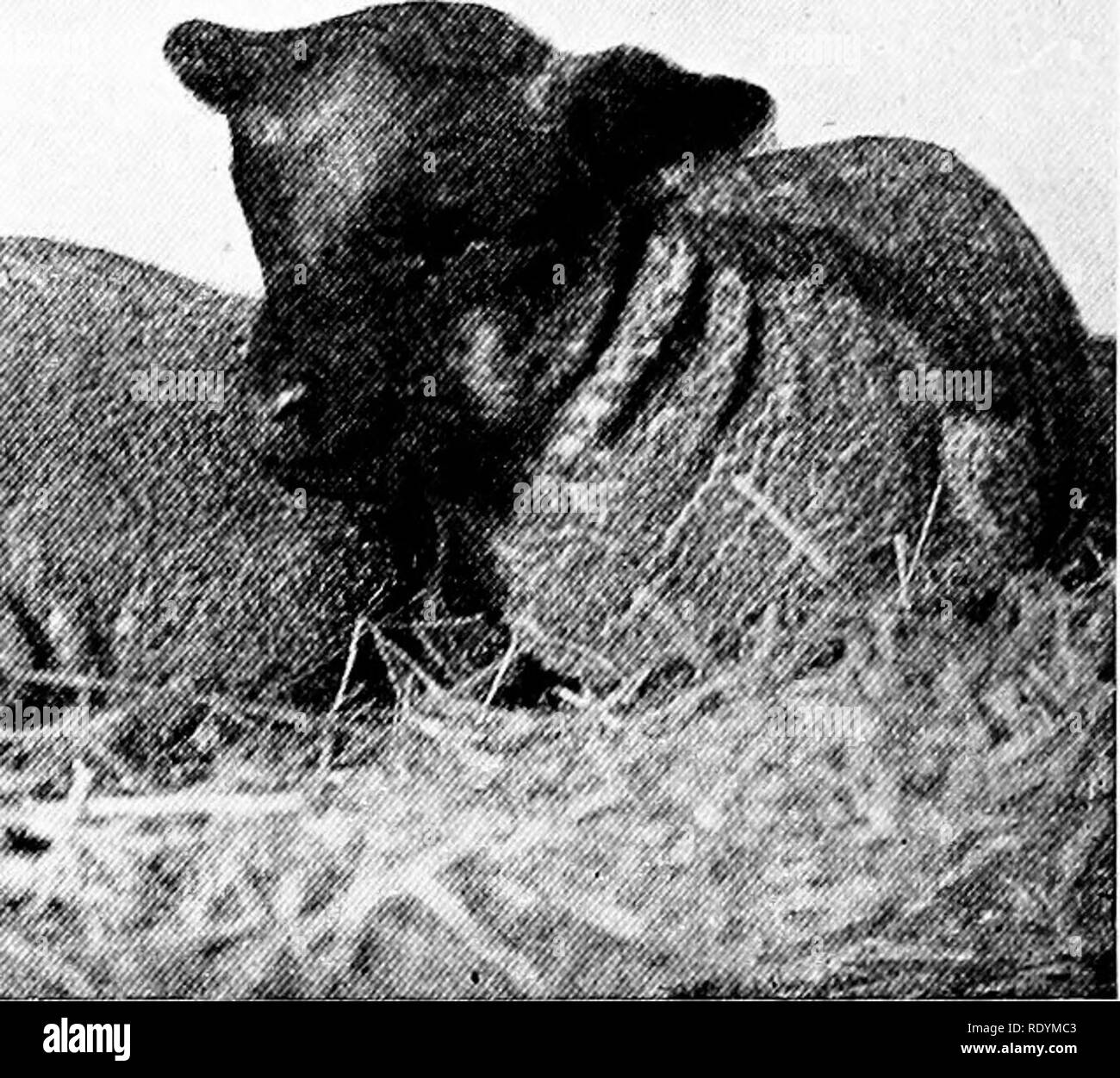 . Productive sheep husbandry . Sheep. Fig. 179.—Enjoying a sun Datn ...