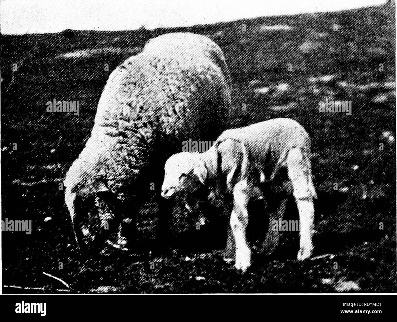 Orphaned lambs Black and White Stock Photos & Images - Alamy