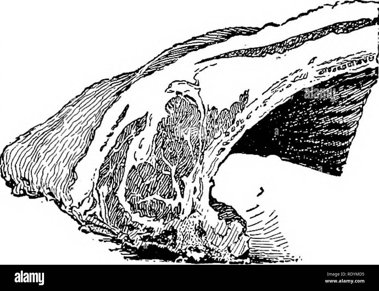 Forequarter High Resolution Stock Photography and Images - Alamy