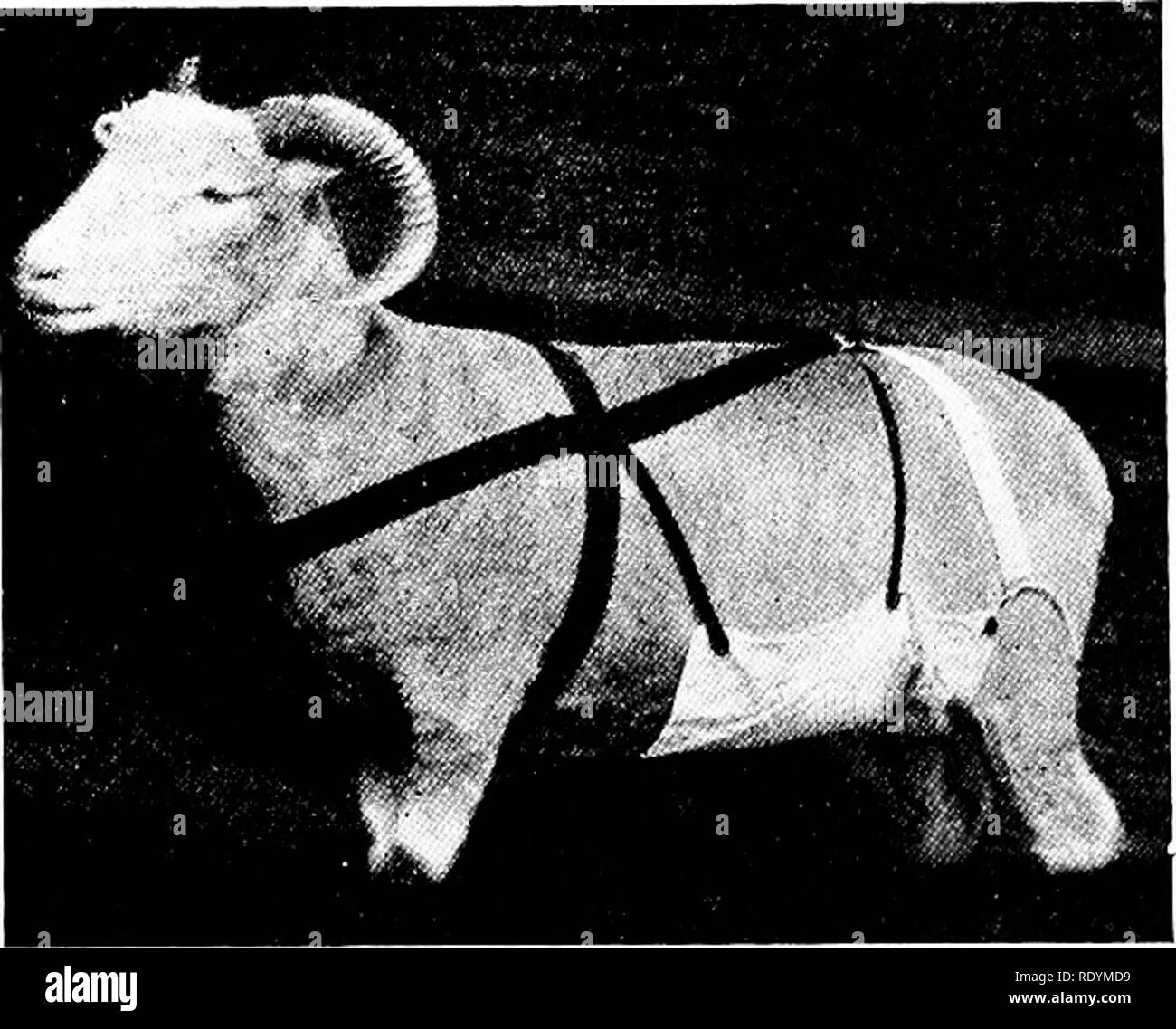 . Productive sheep husbandry . Sheep. UDDER TROUBLES 255 Udder Troubles ...