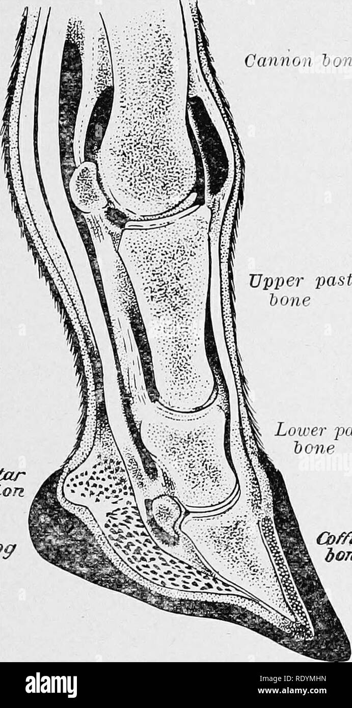 . Elements of hippology. Horses. ELEMENTS OF HIPPOLOGY. 123 Cannon bone ...