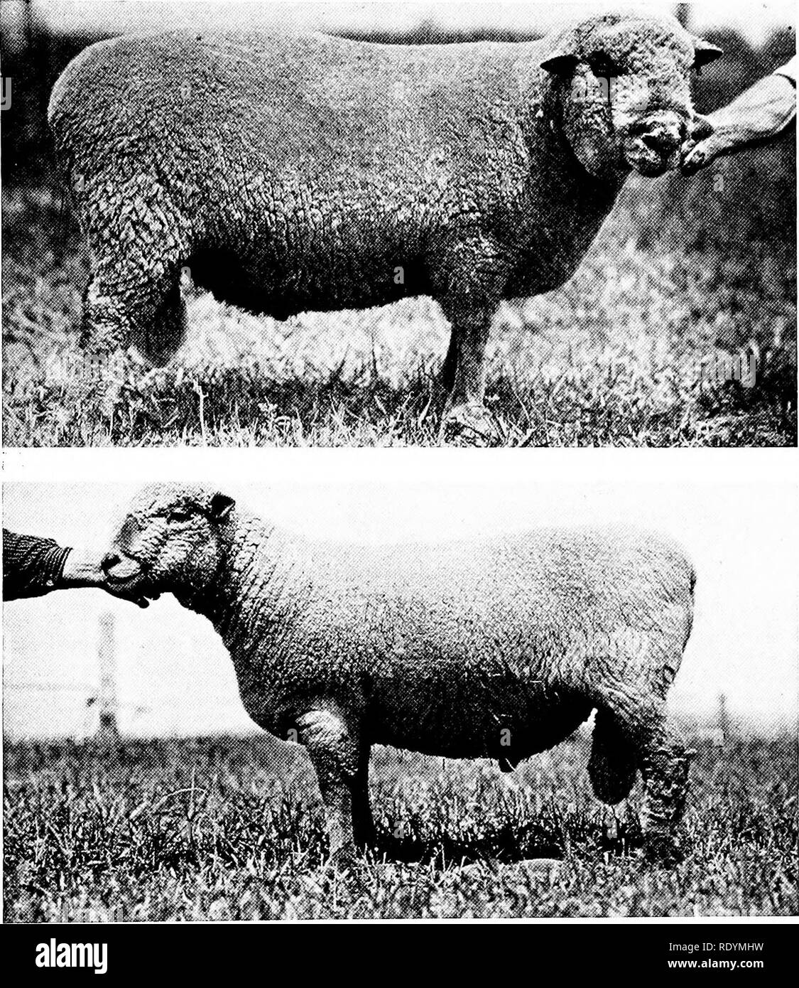 Sheep pl Black and White Stock Photos & Images - Alamy