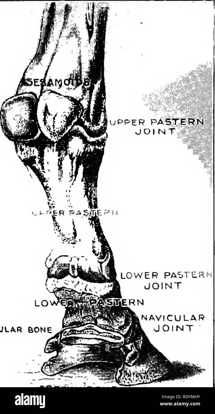 Hoof hook hi-res stock photography and images - Alamy