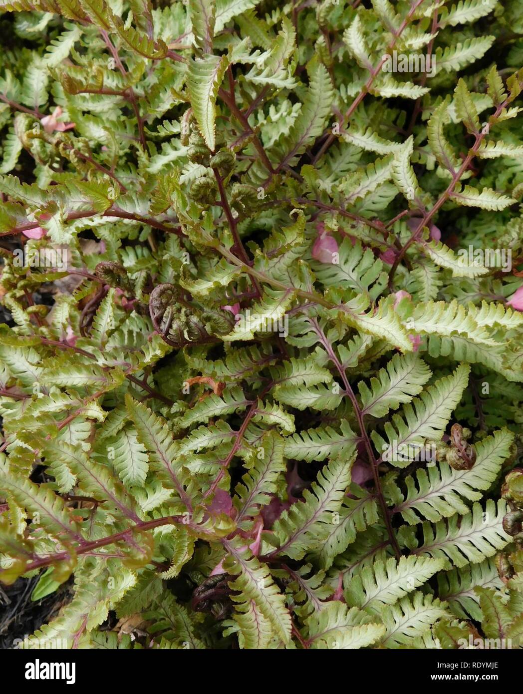 Athyrium niponicum pictum silver falls Stock Photo - Alamy