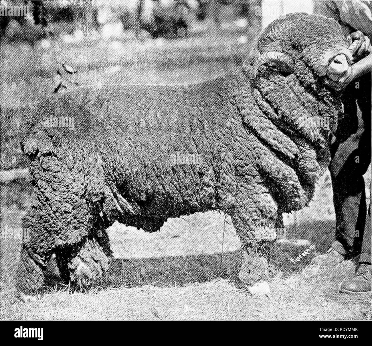 . Productive sheep husbandry . Sheep. 204 THE RAMBOUILLET Most of the ...