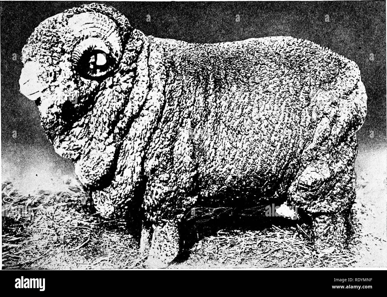 Neck folds Black and White Stock Photos & Images - Alamy