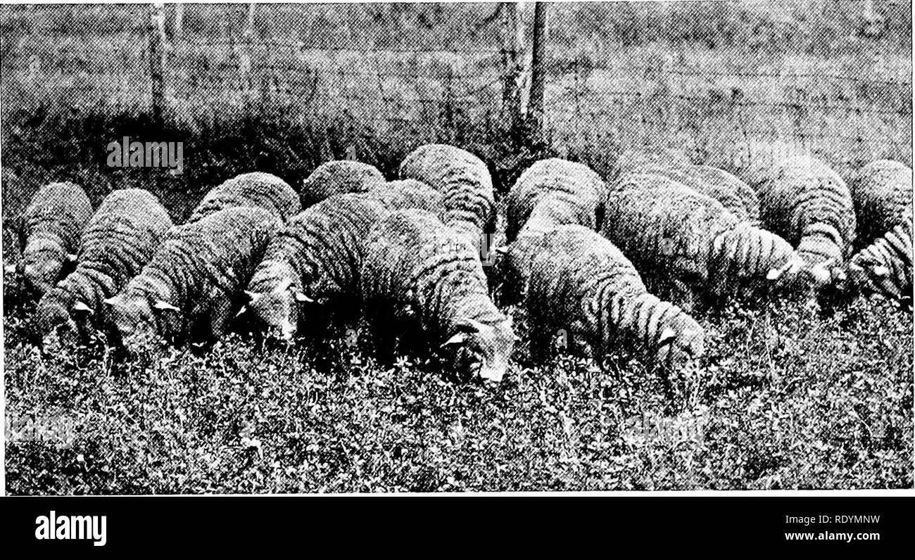 . Productive sheep husbandry . Sheep. THE A-TYPE 193 indicated by the ...