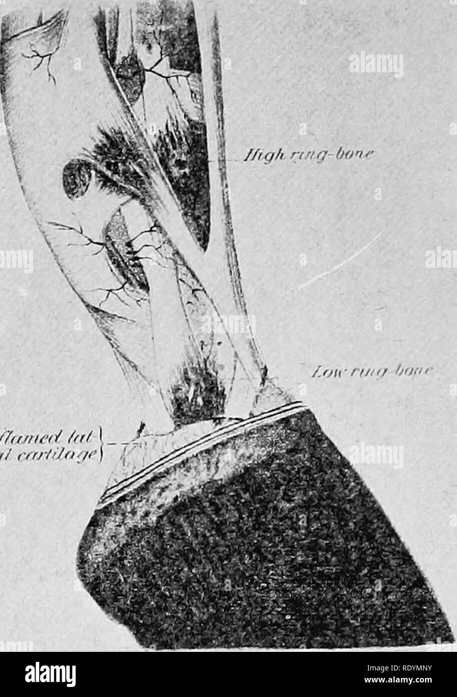 Hoof joints Black and White Stock Photos & Images - Alamy