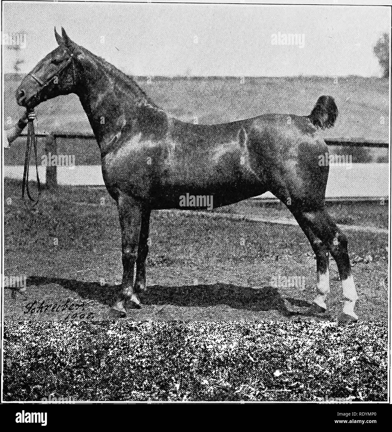 . The principles and practice of judging live-stock . Livestock. THE ...