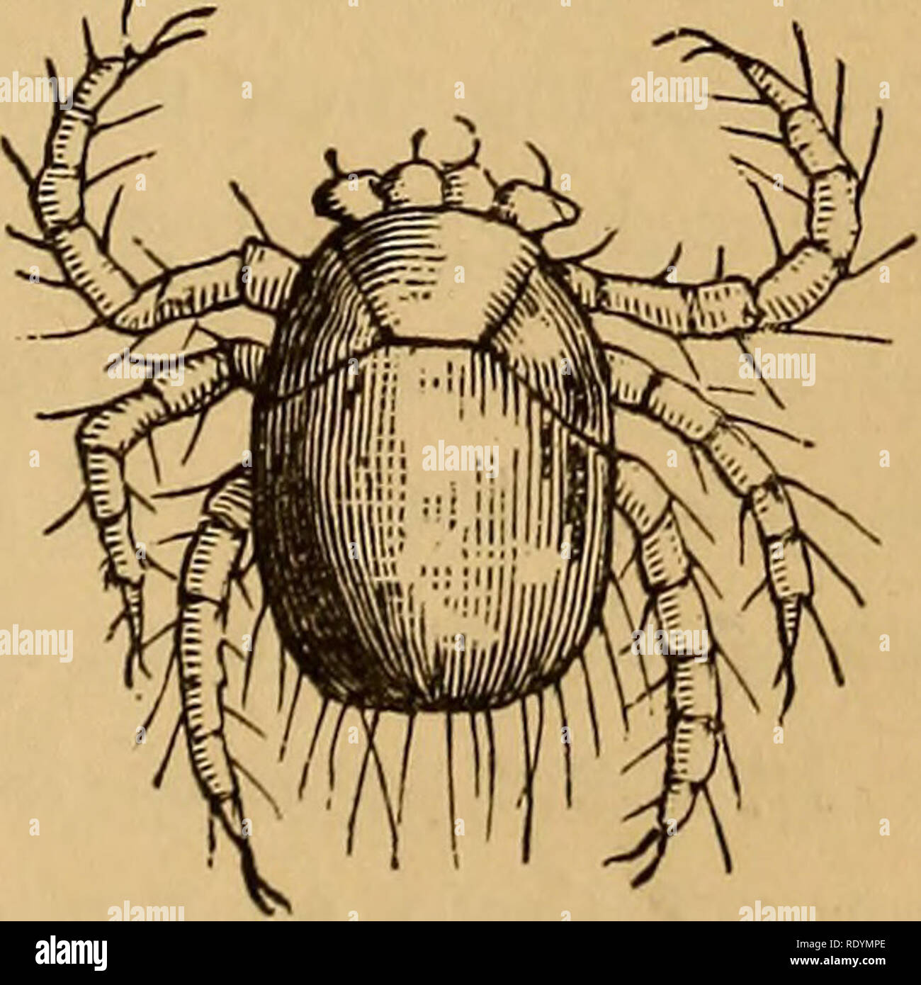 6 legged insects hi-res stock photography and images - Alamy