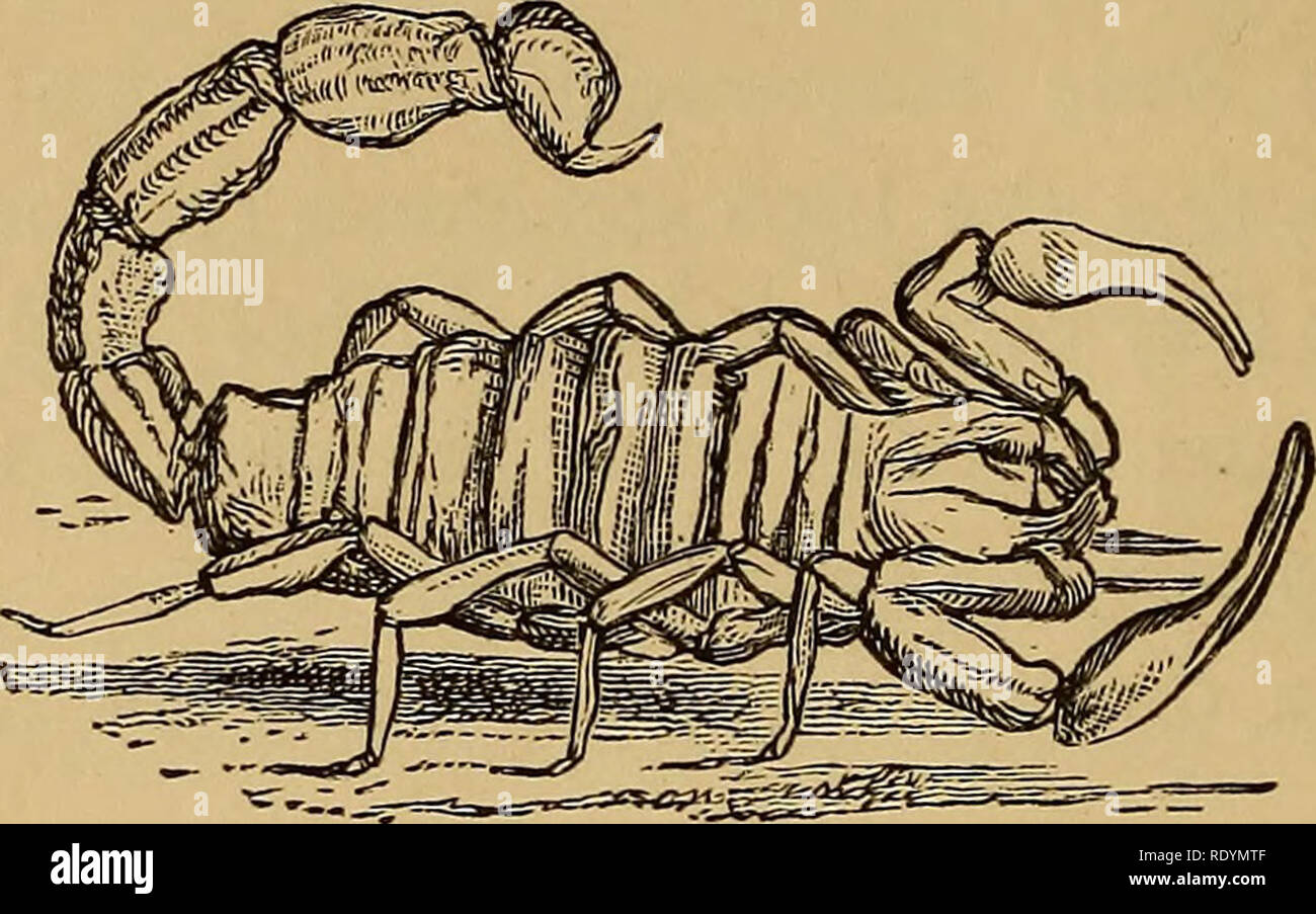 Androctonus sp hi-res stock photography and images - Alamy