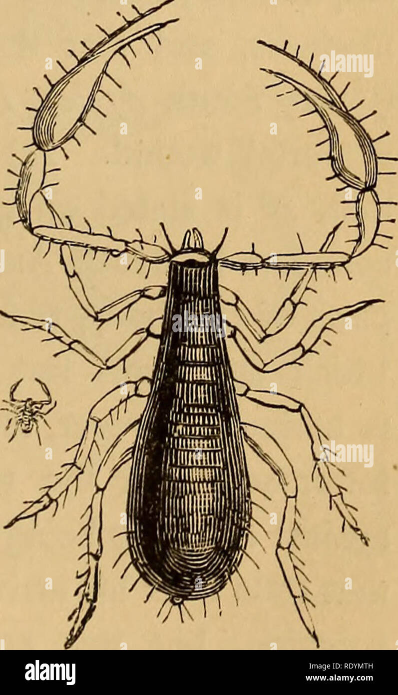 . Economic entomology. Beneficial insects; Insect pests; Thysanura ...