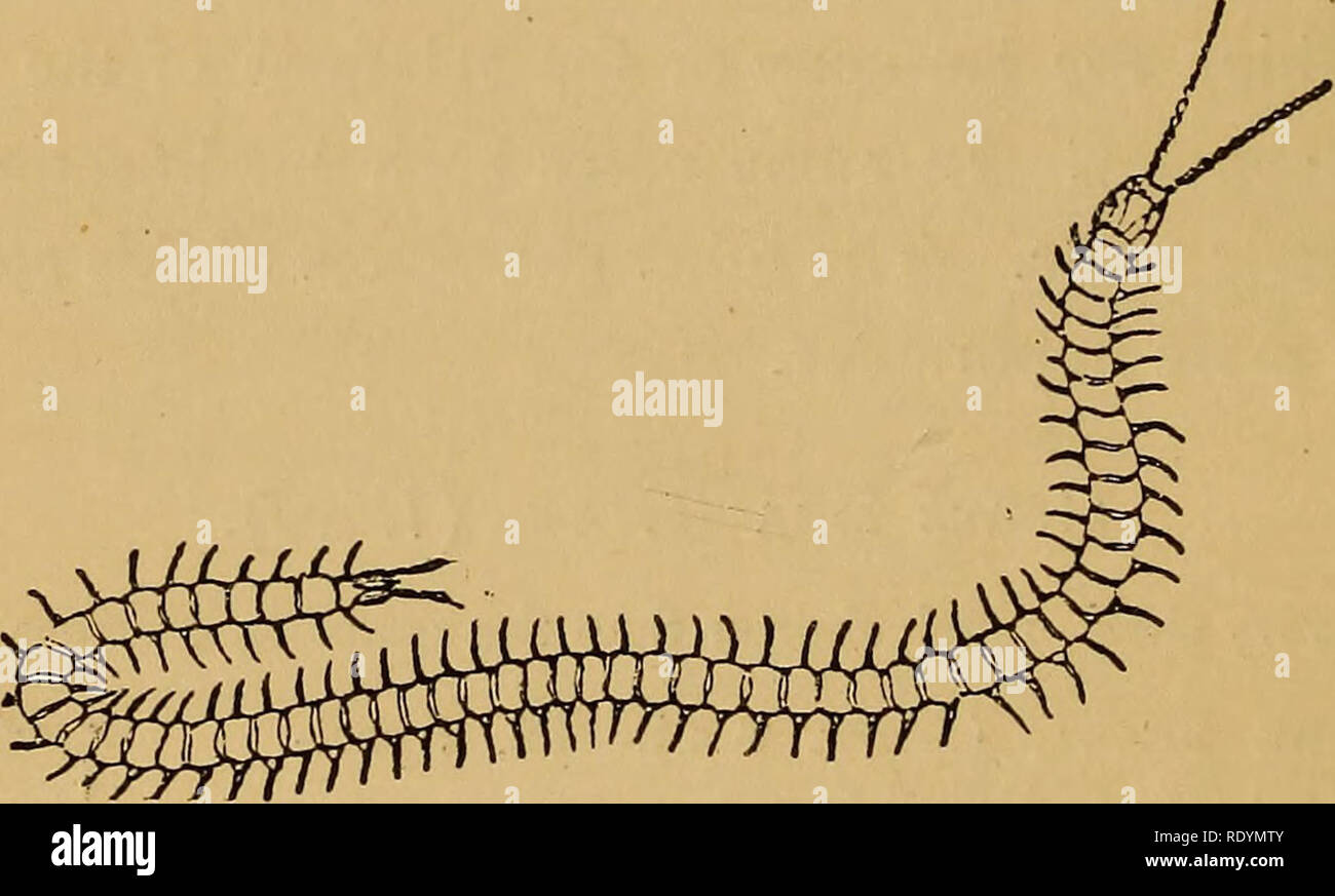 . Economic entomology. Beneficial insects; Insect pests; Thysanura. 22 ...