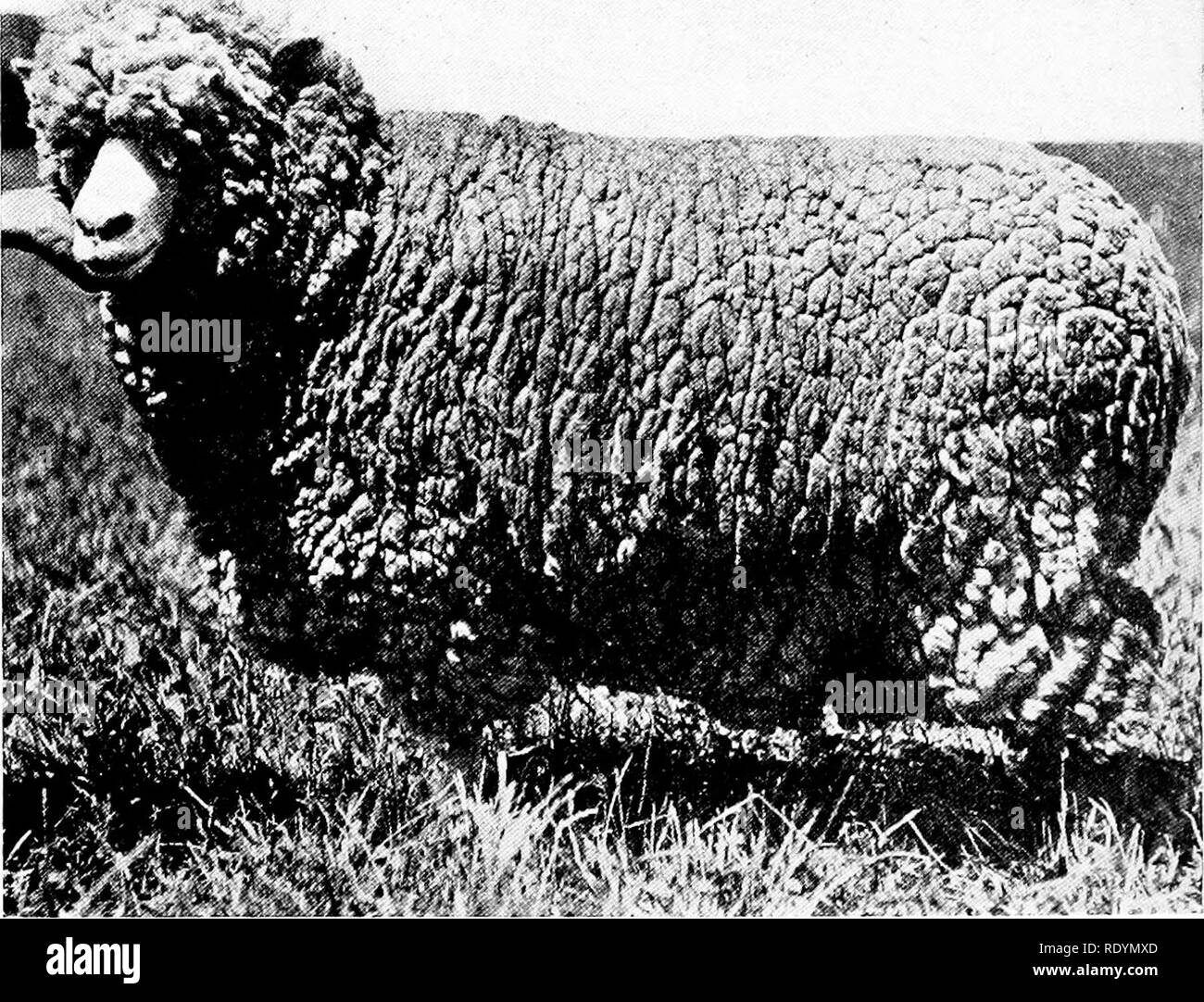 Corriedale sheep hi-res stock photography and images - Alamy