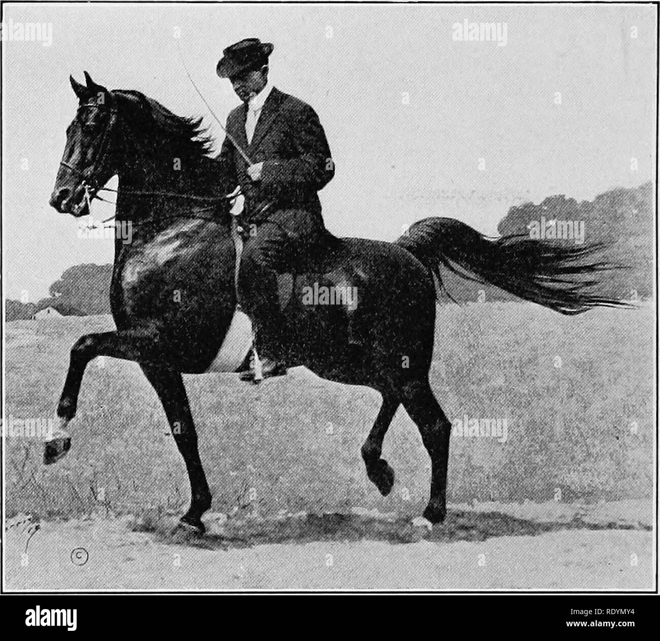 . The principles and practice of judging live-stock . Livestock. 104 ...