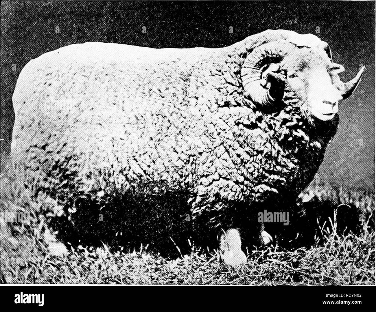 Hardy breeds of sheep Black and White Stock Photos & Images - Alamy