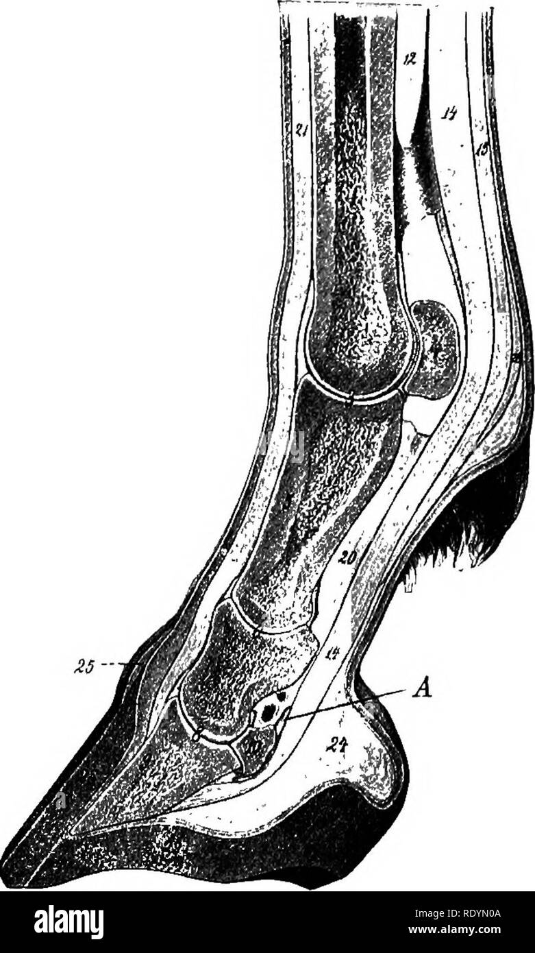 Cannon bone Black and White Stock Photos & Images - Alamy