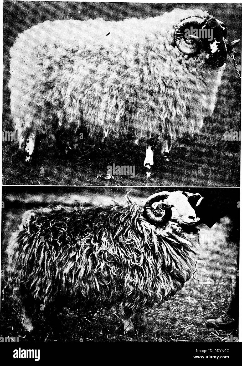 Lonk sheep hi-res stock photography and images - Alamy