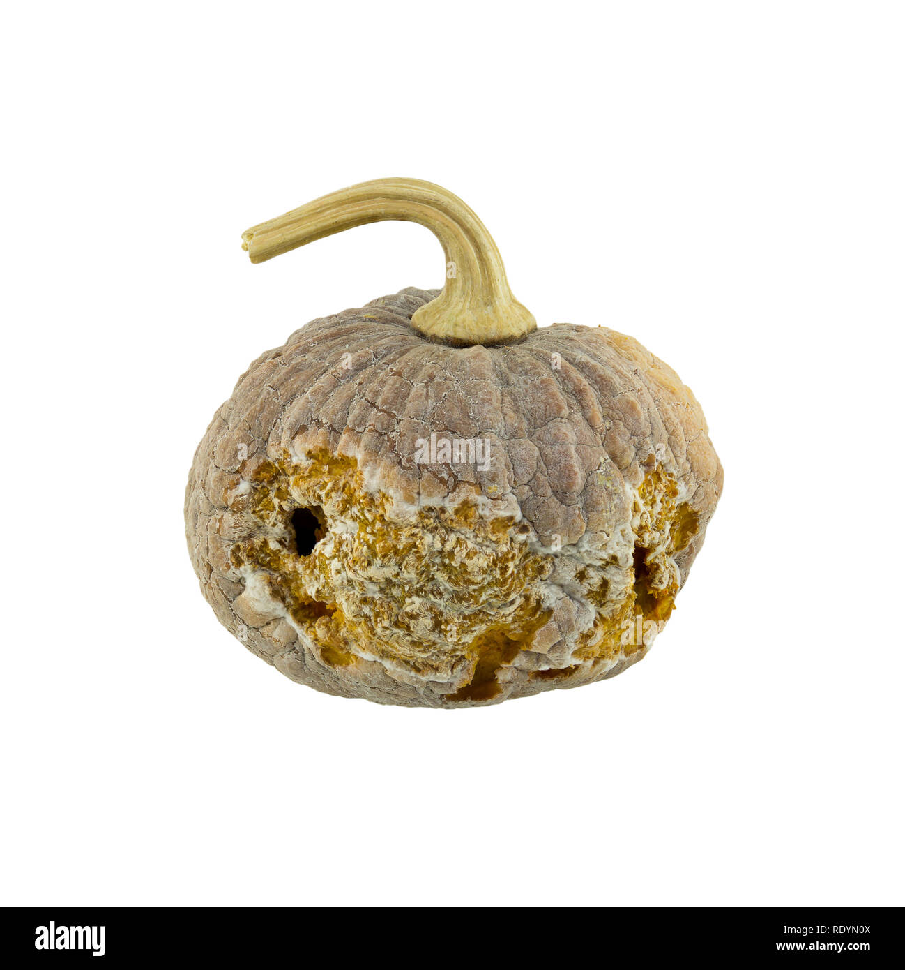 Rotten pumpkin isolated on white background Stock Photo - Alamy