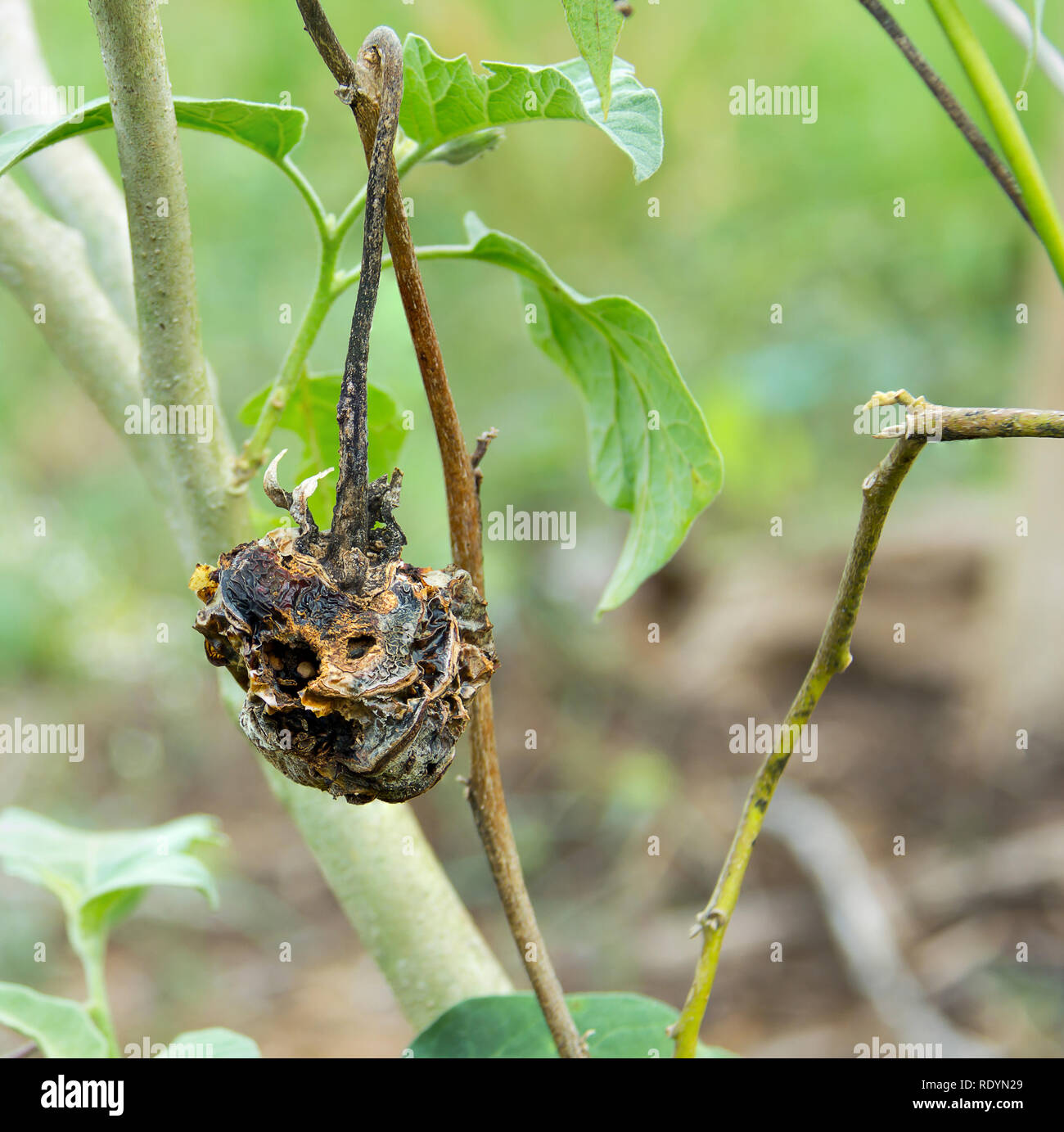 Rotten eggplant on the tree in the garden Stock Photo - Alamy