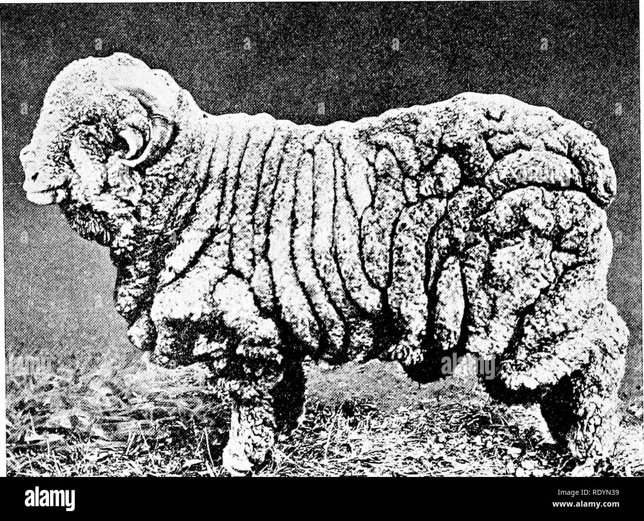 . Productive sheep husbandry . Sheep. THE WOOL TYPE 73 important ...