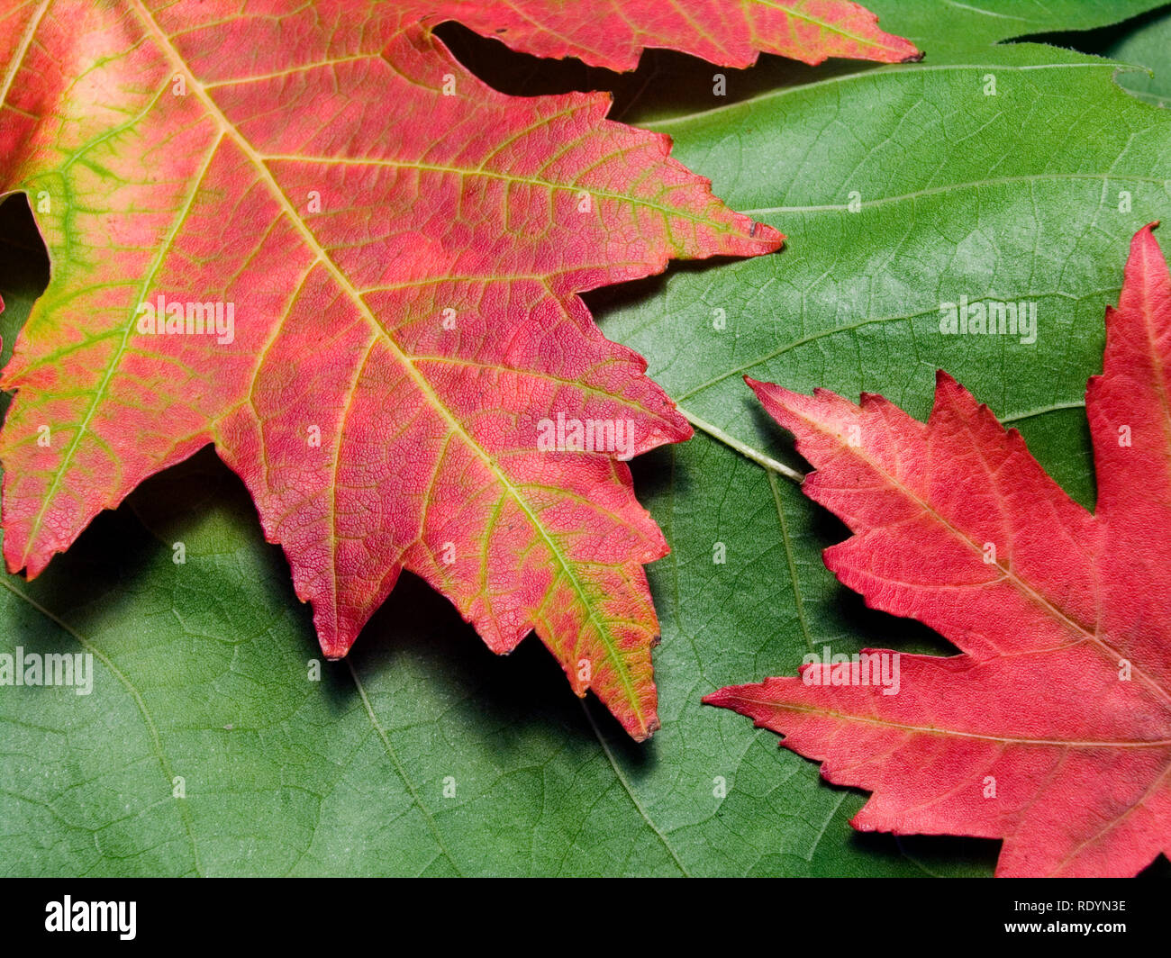 September leaves hi-res stock photography and images - Alamy