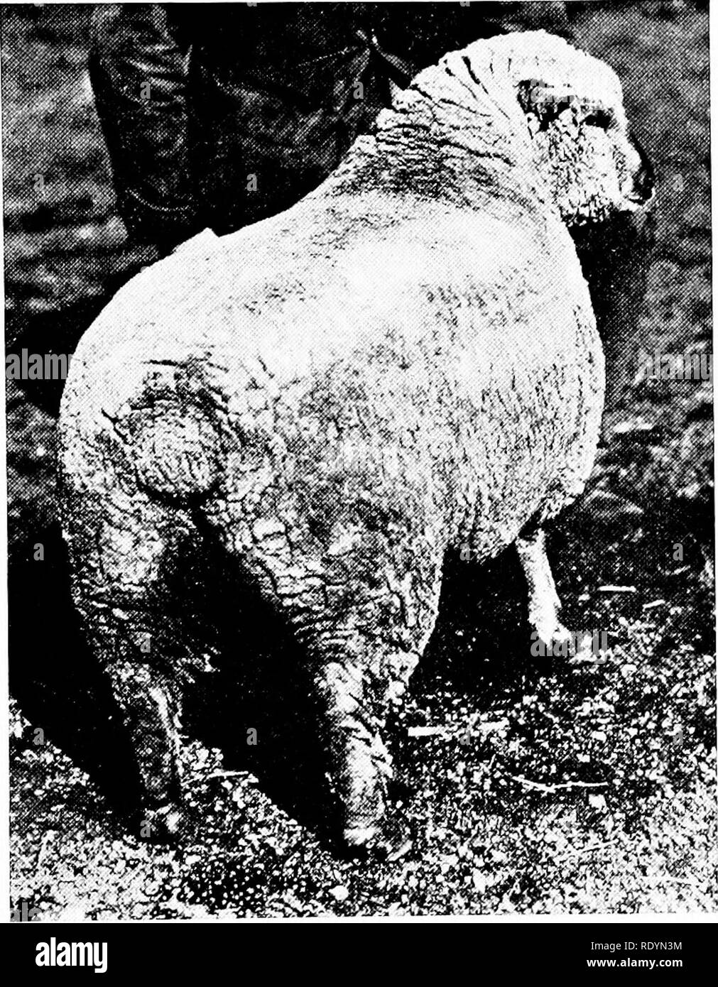 . Productive sheep husbandry . Sheep. THE BODY 71 and there is no ...