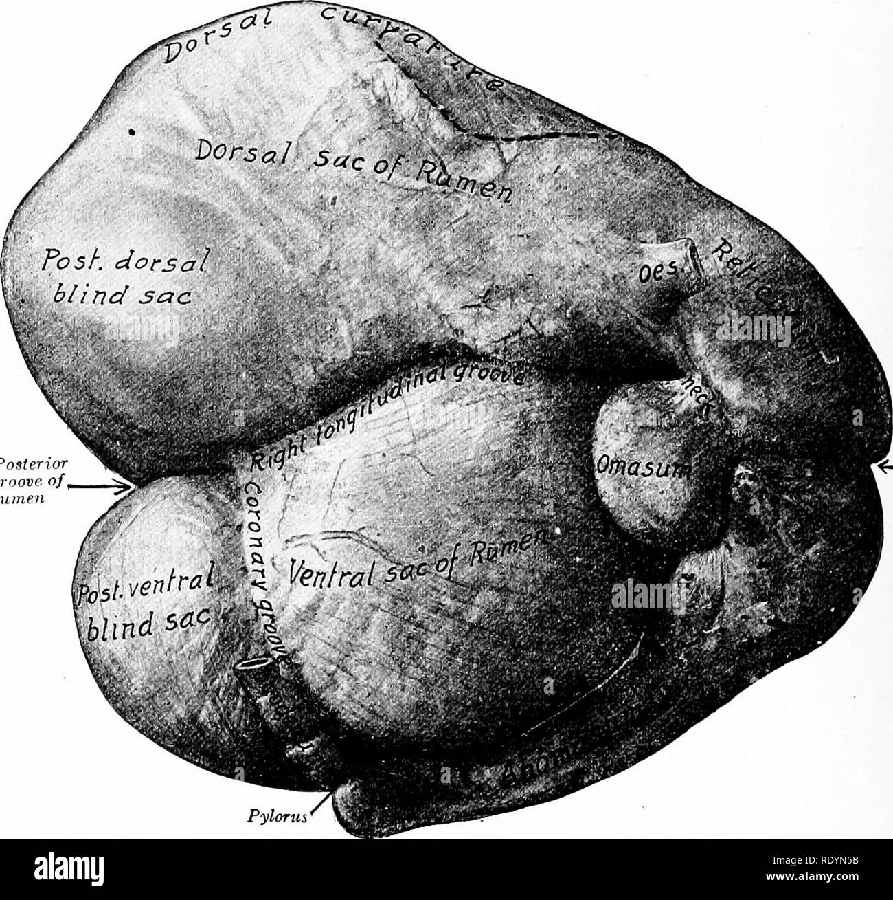. Productive sheep husbandry . Sheep. 56 STRUCTURE OF THE SHEEP the ...