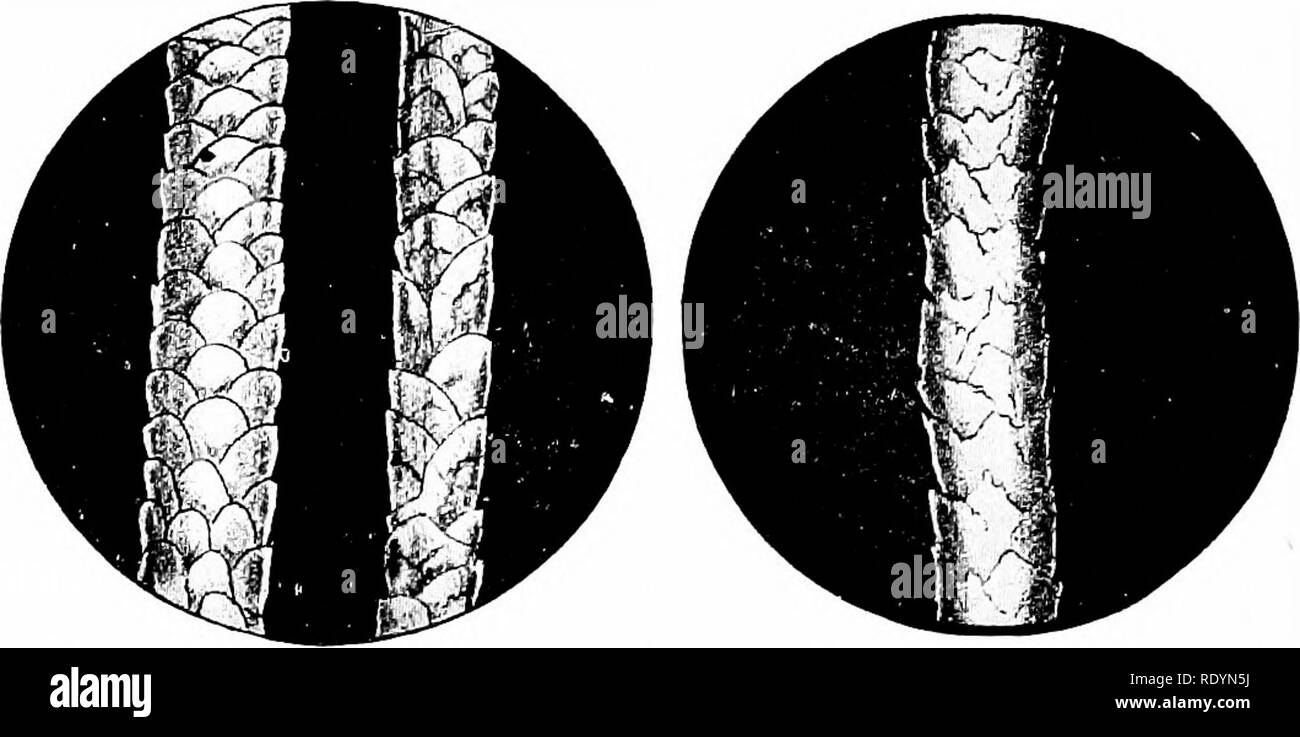 . Productive sheep husbandry . Sheep. 54 STRUCTURE OP THE SHEEP ...