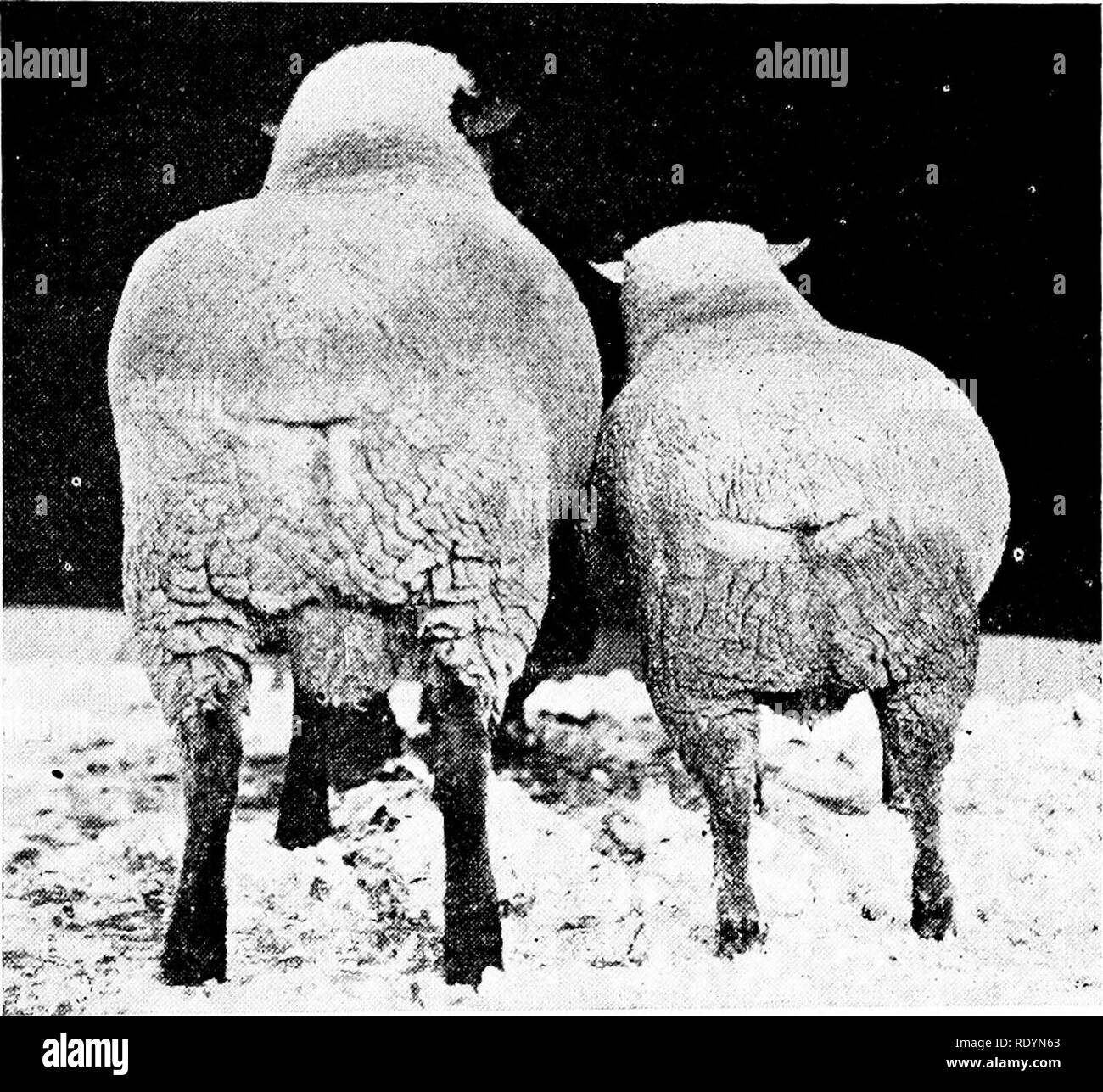 Position of sacral vertebra Black and White Stock Photos & Images - Alamy