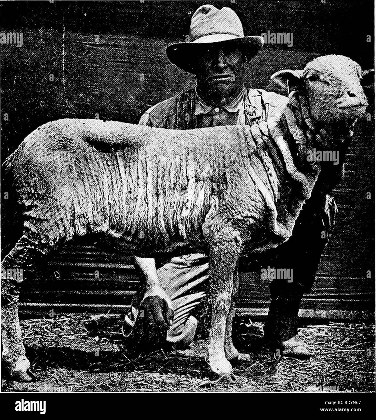 Sheep vertebrae Black and White Stock Photos & Images - Alamy