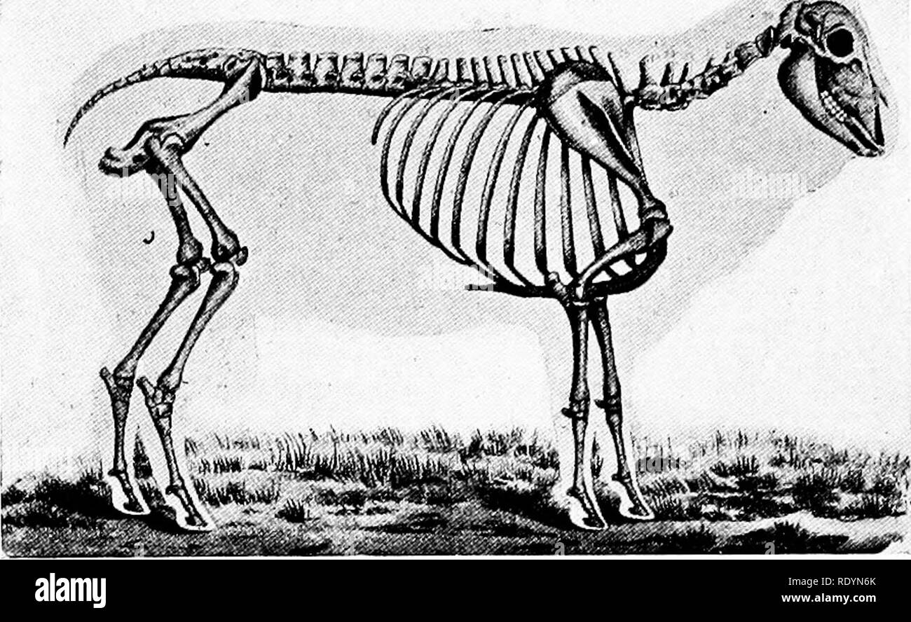 . Productive sheep husbandry . Sheep. 48 STRUCTURE OF THE SHEEP ...