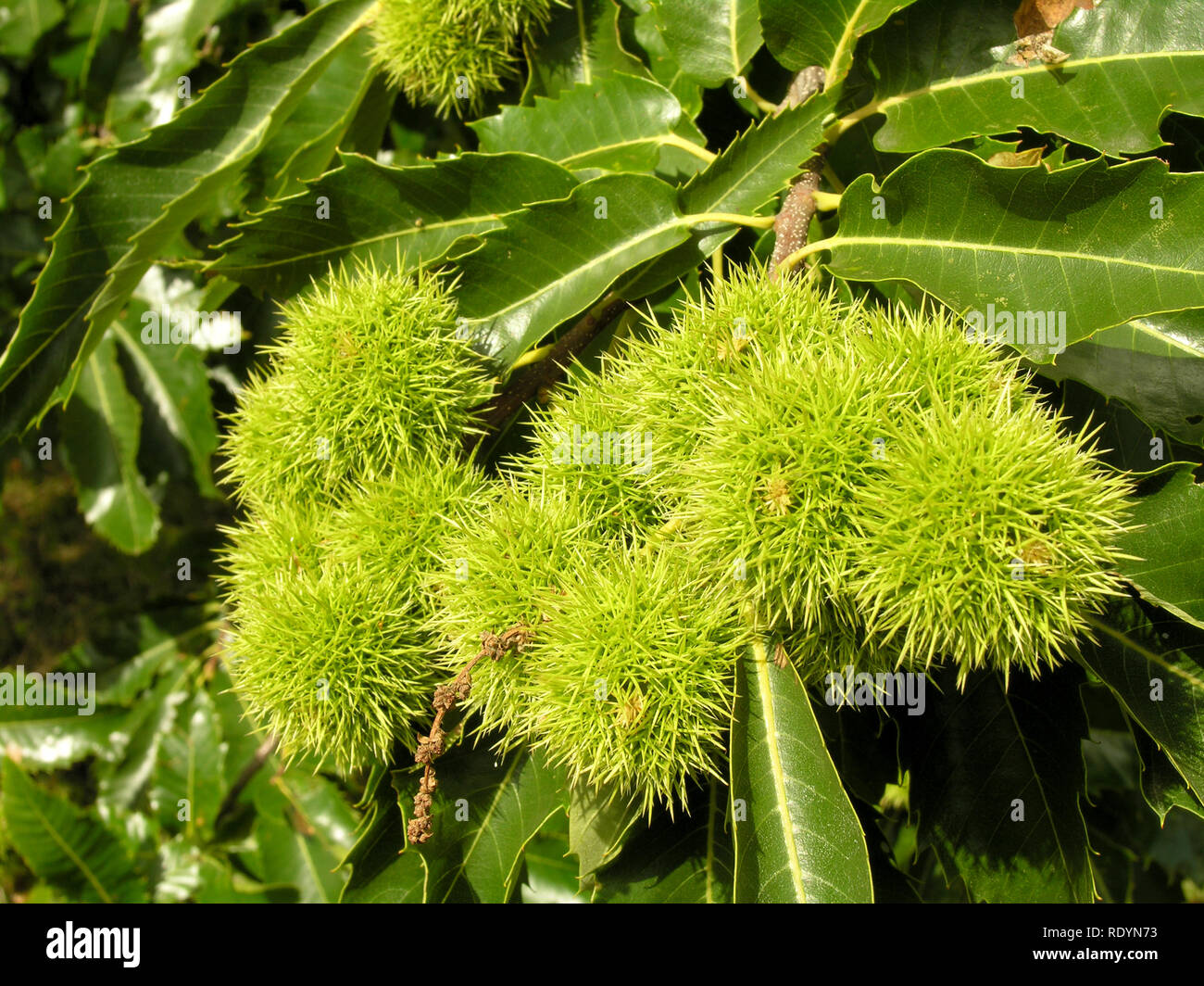 Sweet chestnut cases hi-res stock photography and images - Alamy