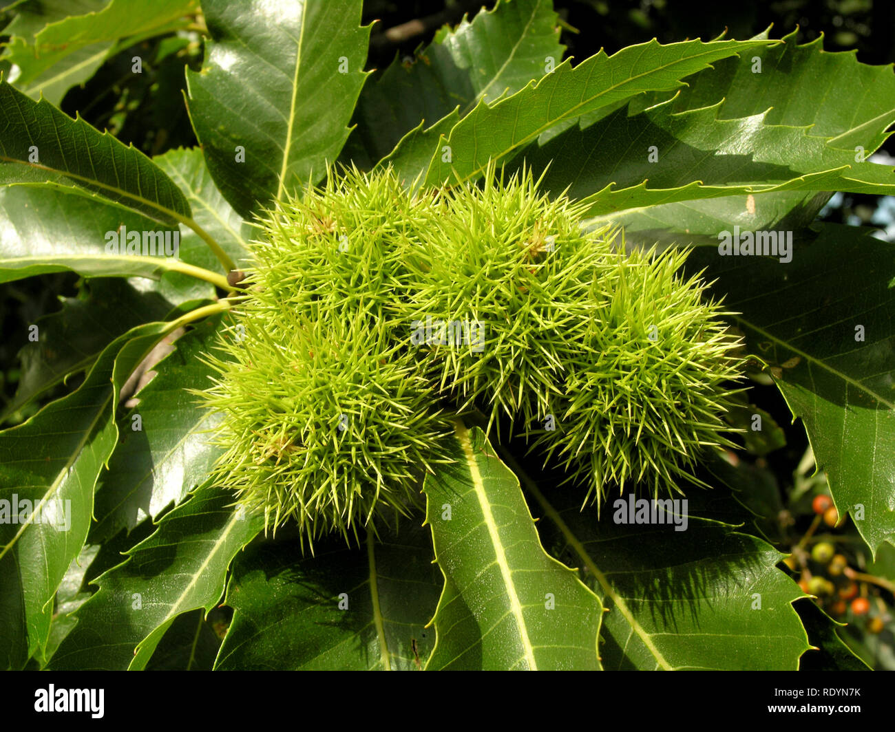 Prickly green seed cases hi-res stock photography and images - Alamy