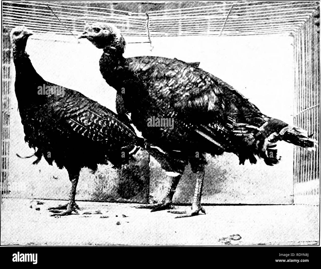 Introduced geese species Black and White Stock Photos & Images - Alamy