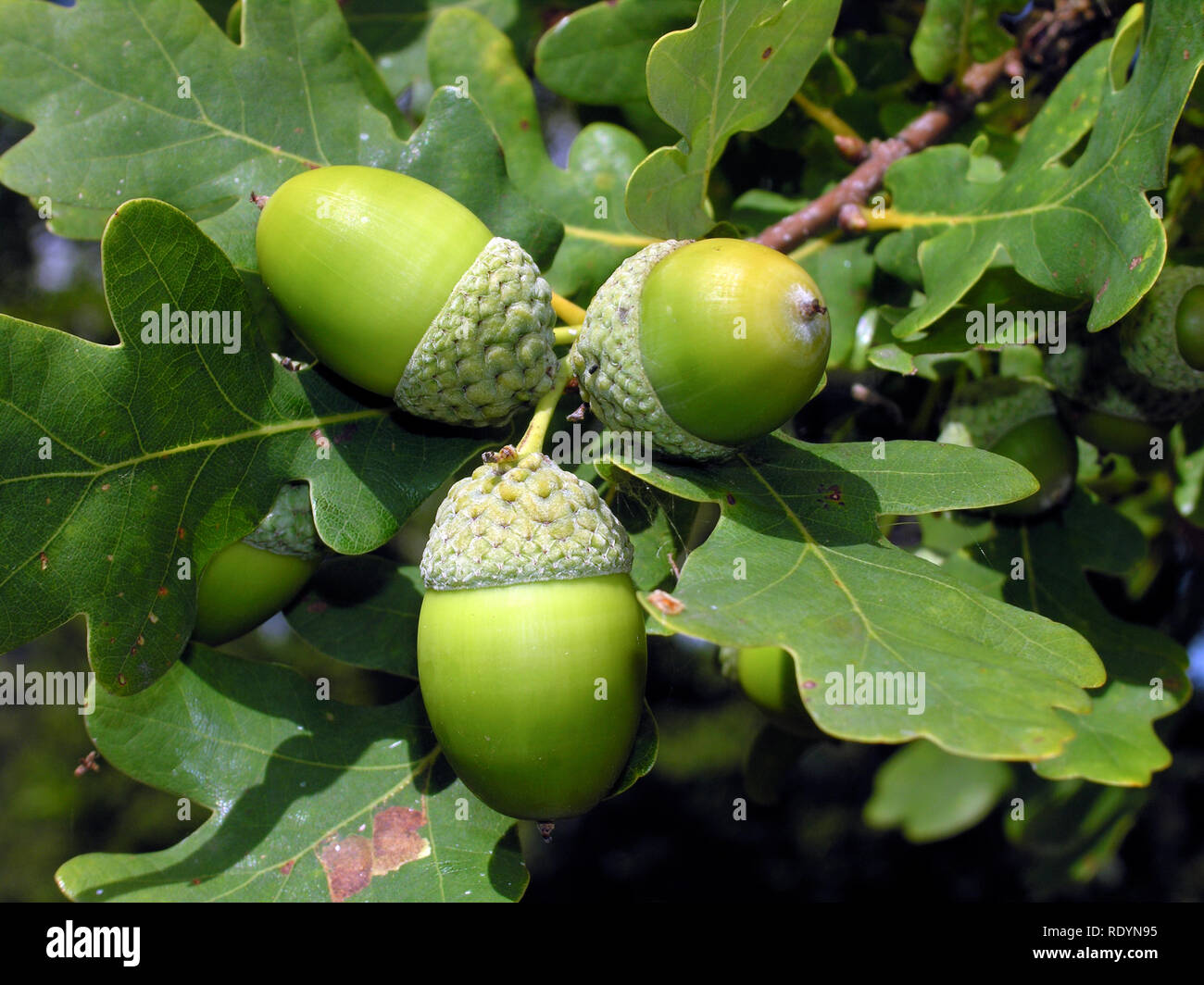 English oak quercus robur uk acorn hi-res stock photography and images ...