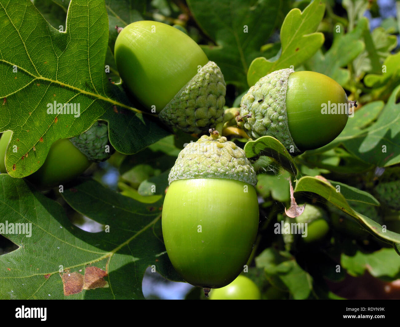 English Oak Acorns Stock Photo - Alamy