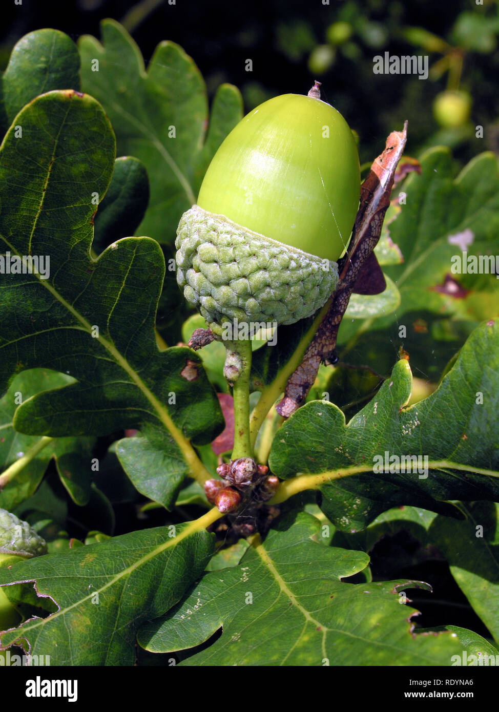 English Oak Acorn Stock Photo - Alamy