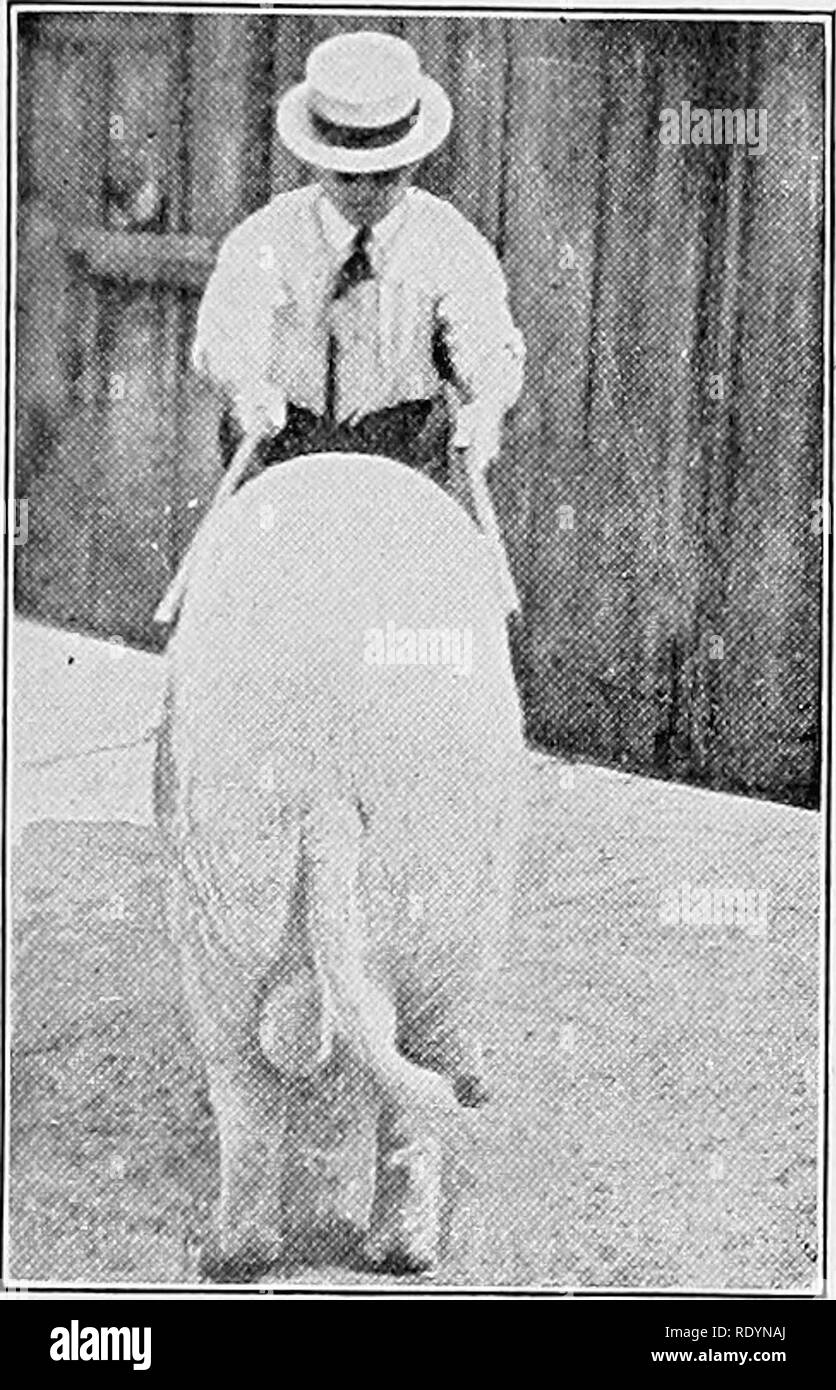 Lean hogs Black and White Stock Photos & Images - Alamy