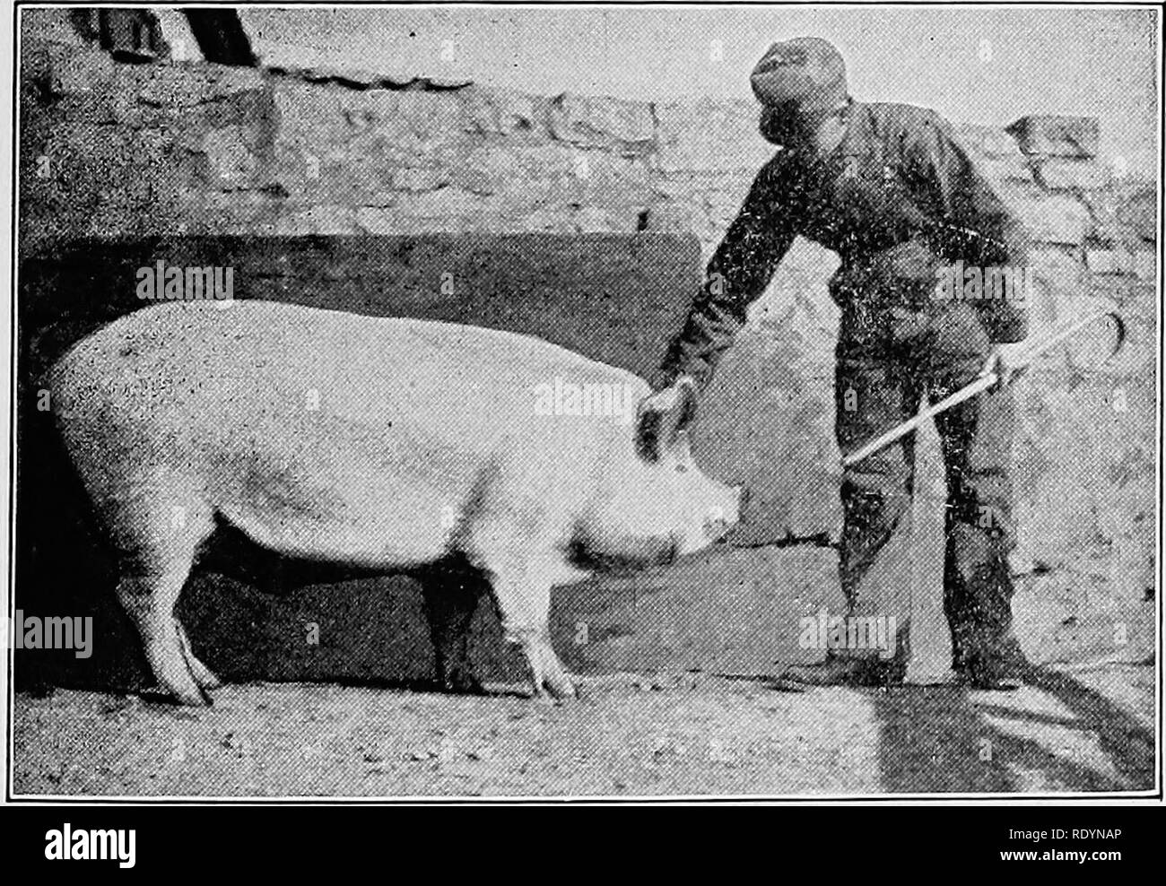 . Judging farm animals . Livestock. JUDGING THE BACON TYPE OF SWINE 533 ...