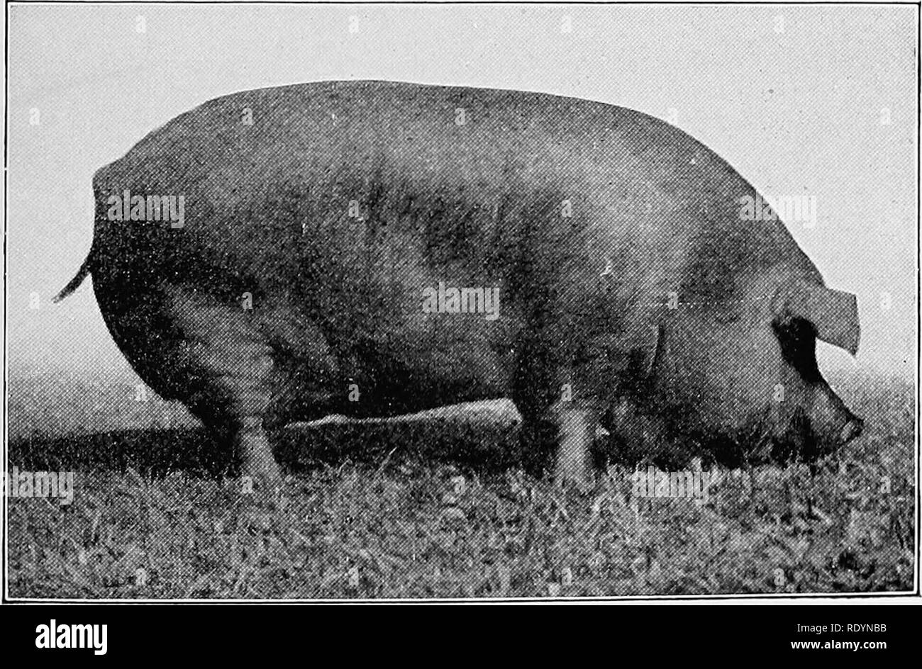 American Breeds Of Swine