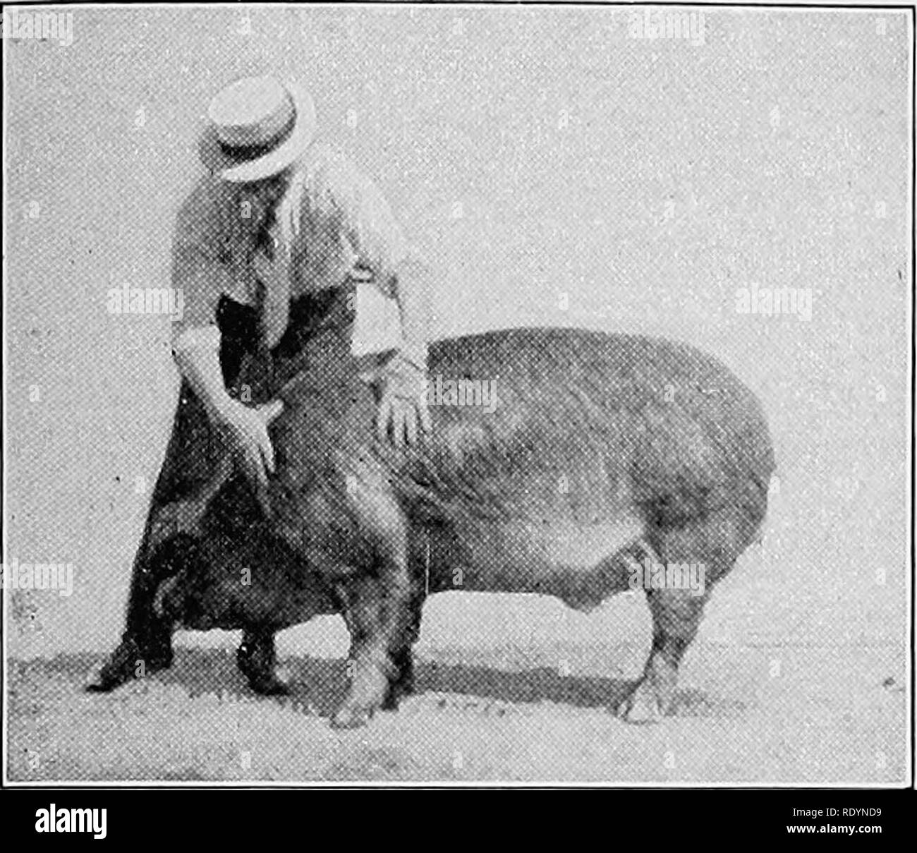 . Judging farm animals . Livestock. JUDGING THE LARD TYPE OF SWINE 497 ...