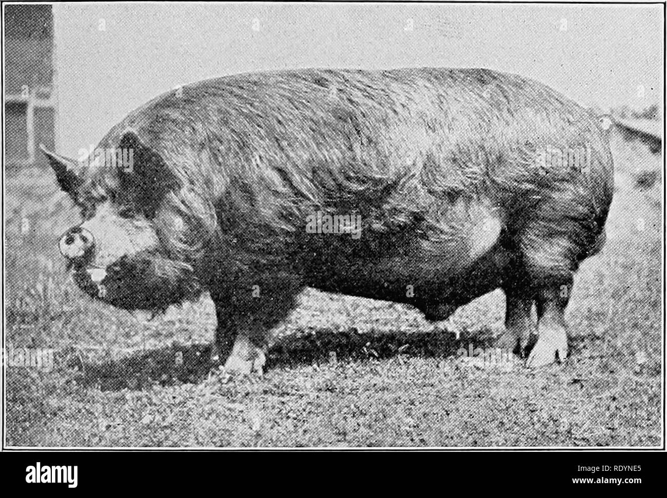 . Judging farm animals . Livestock. JUDGING THE LARD TYPE OF SWINE 489 ...