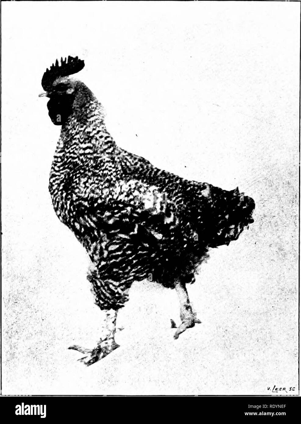 Well fed hen hi-res stock photography and images - Alamy