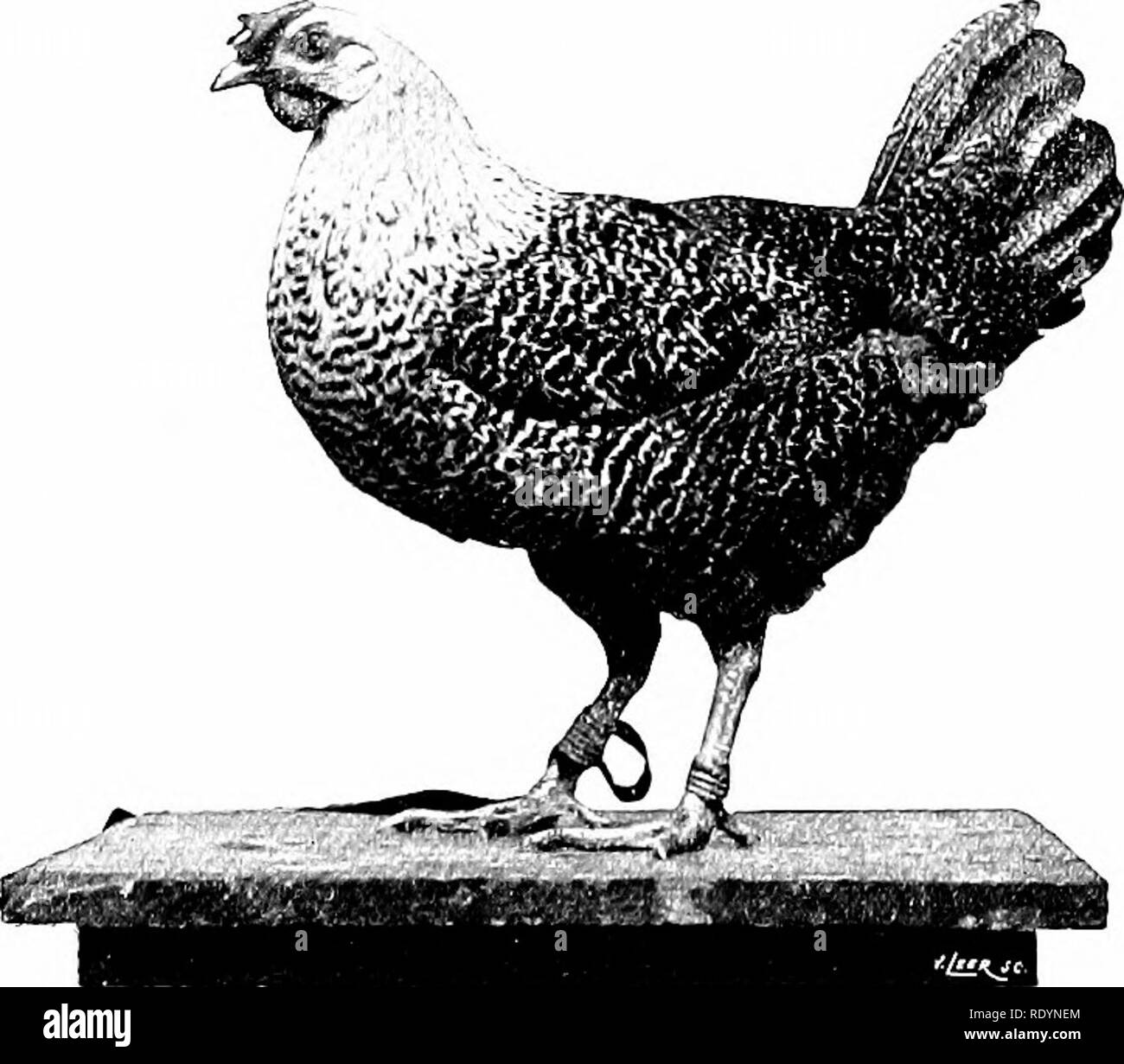 Austria chickens Black and White Stock Photos & Images - Alamy
