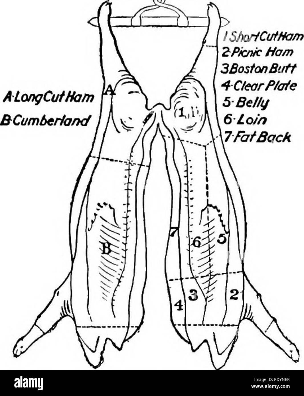 . Judging farm animals . Livestock. THE PORK CARCASS AND ITS CUTS 483 ...