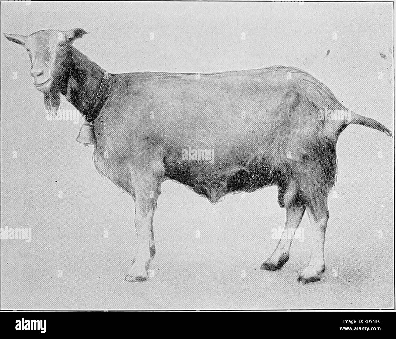 White Saanen Goat Black and White Stock Photos & Images - Alamy