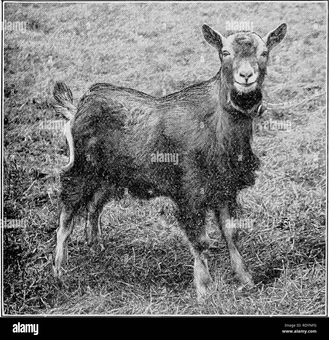 Judge the quality of the animal Black and White Stock Photos & Images ...